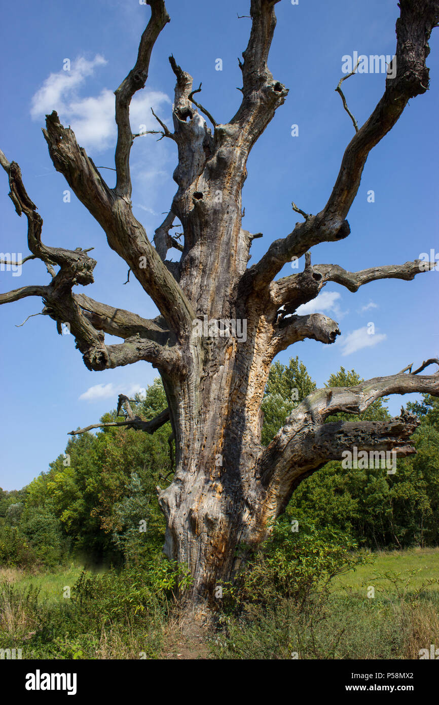 In the foreground is old dry only unique oak. In the background are ...