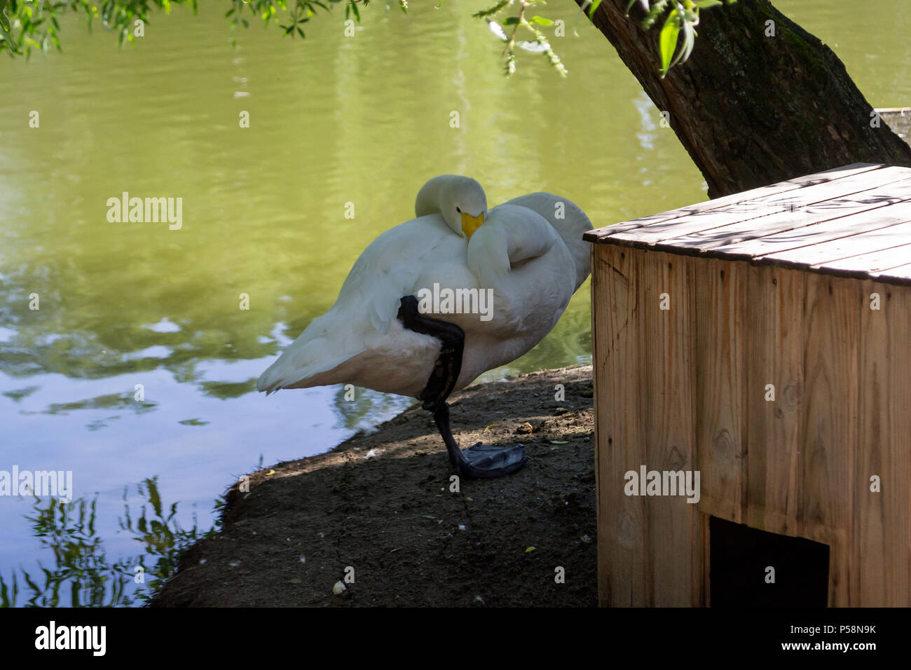 A white swan on the shore sleeps with its muzzle in the wing in the ...