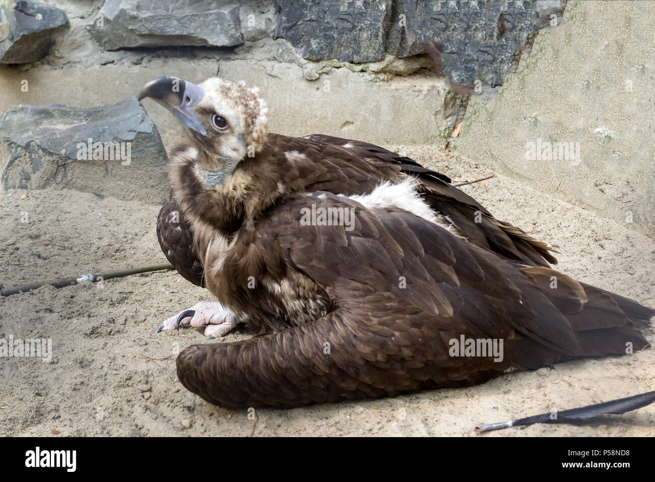 The eagle sits on a sand in a painful pose and looks away in a large ...