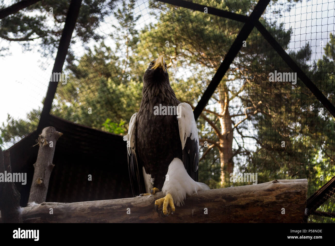 Orientation cage hi-res stock photography and images - Alamy