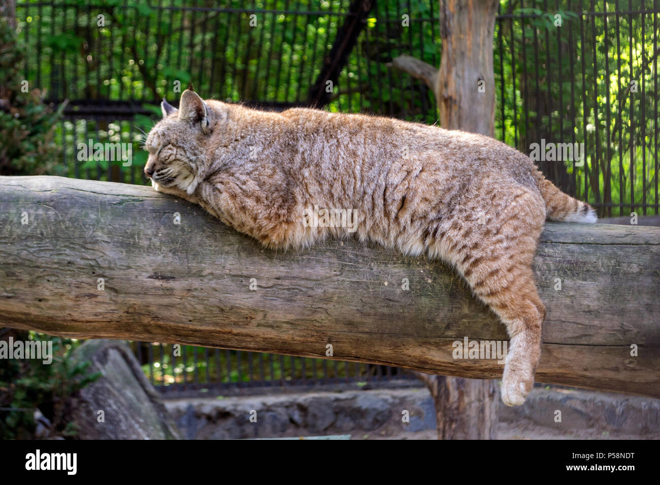 The red lynx bobcat sleeps lying on a horizontal log dangling its paws ...