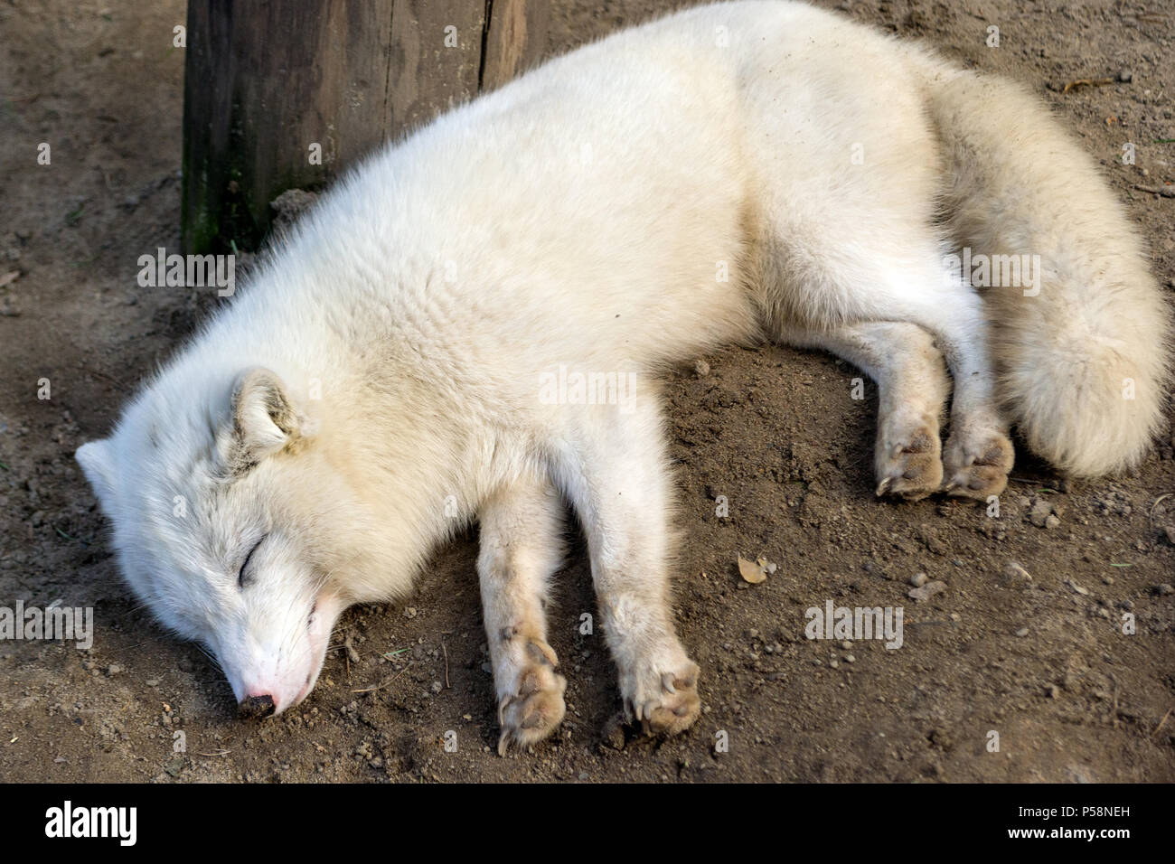Photo from a close distance puppy polar white wolf lying on the sand ...