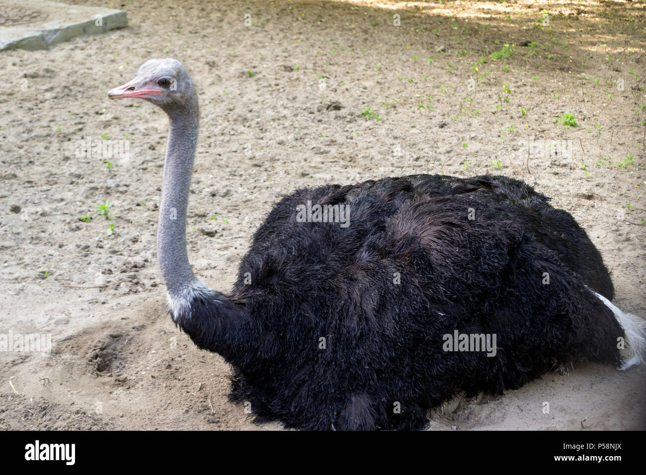 A large black ostrich with a long neck sits on the sand with his legs ...