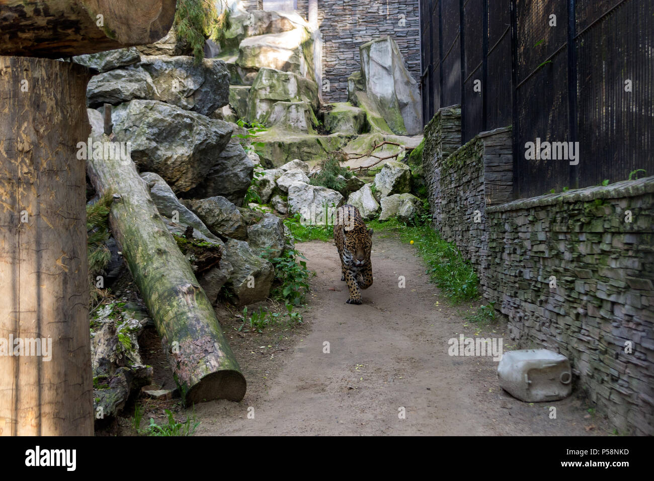 The big evil Bengal tiger walks around the cage ready to attack his ...