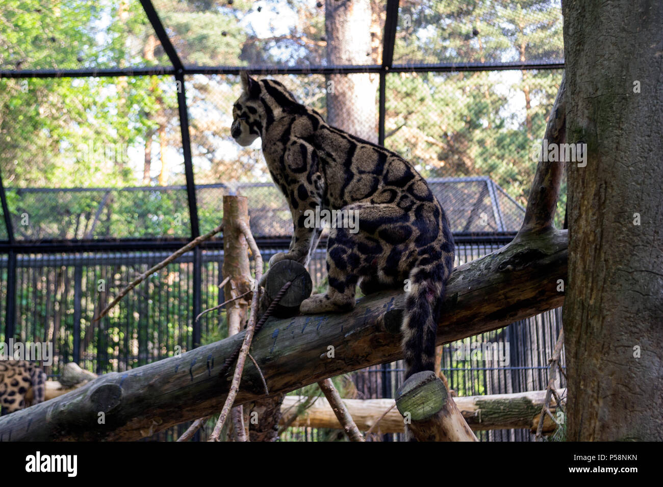 Clouded leopard tree hi-res stock photography and images - Alamy