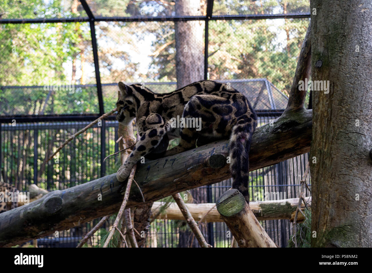 Clouded leopard tree hi-res stock photography and images - Alamy