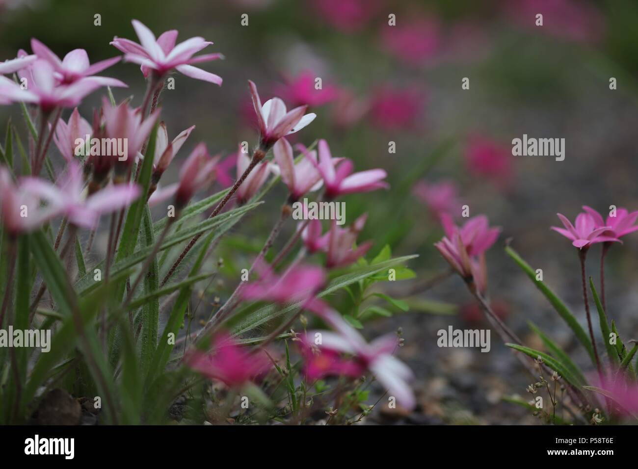 Shades of pink group hi-res stock photography and images - Alamy