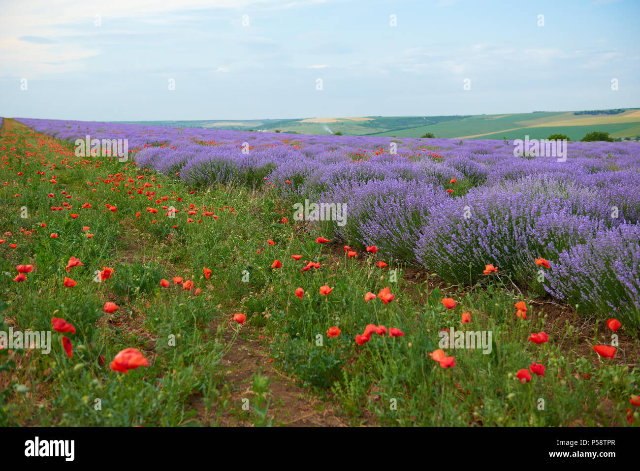 lavender field with poppy flowers, beautiful summer landscape Stock ...