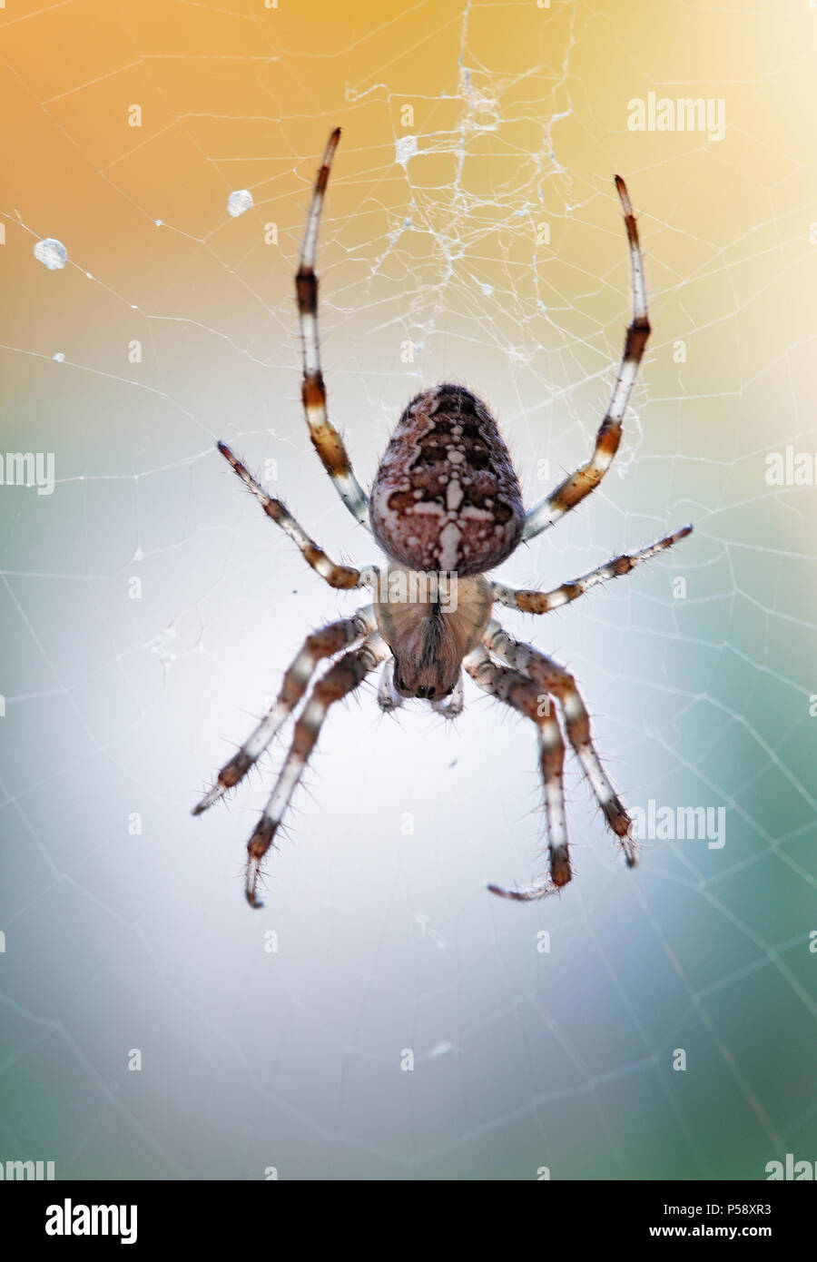 Araneus diadematus closeup hi-res stock photography and images - Alamy