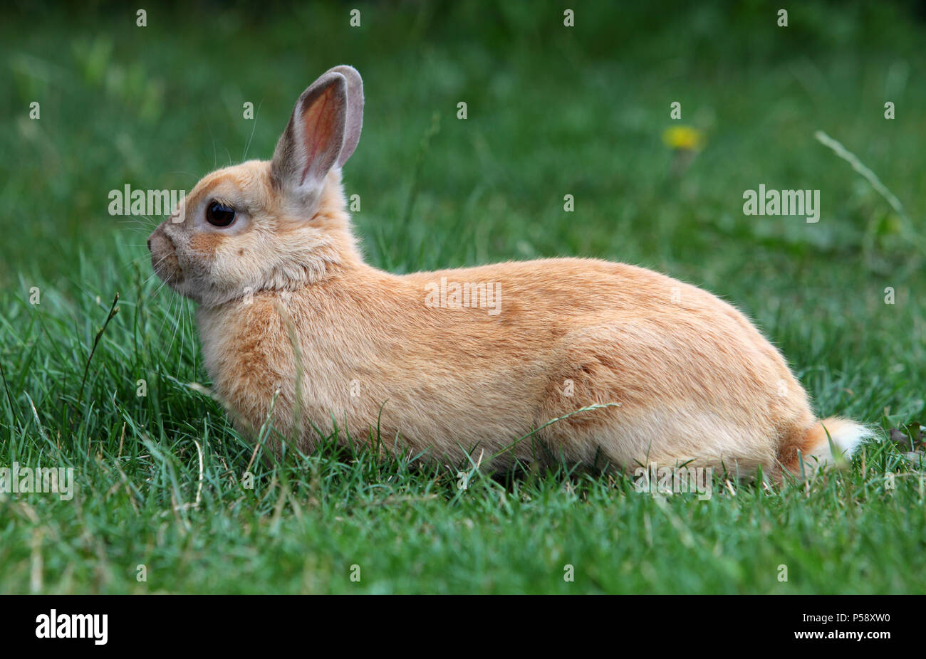 Rabbit and grass hi-res stock photography and images - Alamy