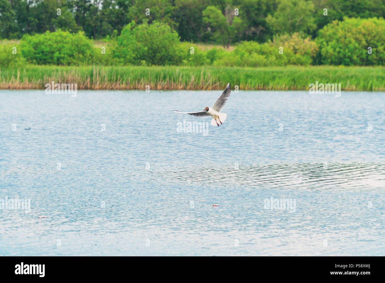 Seagull flying over a lake Stock Photo - Alamy