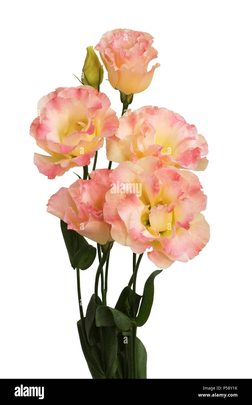 Pink eustoma flowers isolated on white background Stock Photo - Alamy