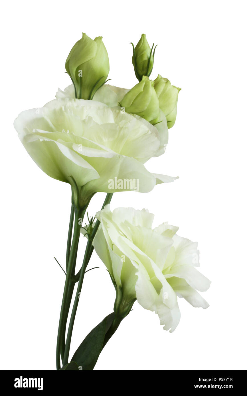 White eustoma flowers isolated on white background Stock Photo - Alamy