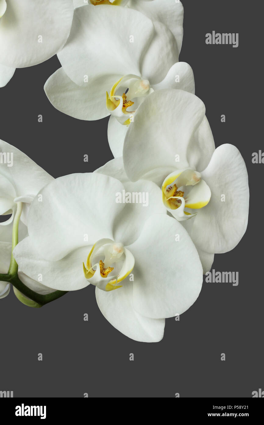 Gray bouquet hi-res stock photography and images - Alamy