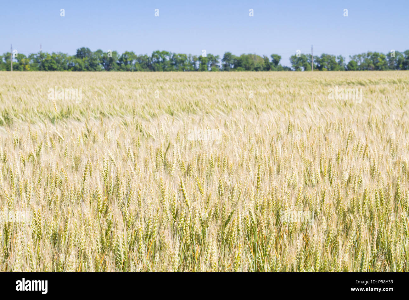 Field of rye ears of future bread in early summer Stock Photo - Alamy