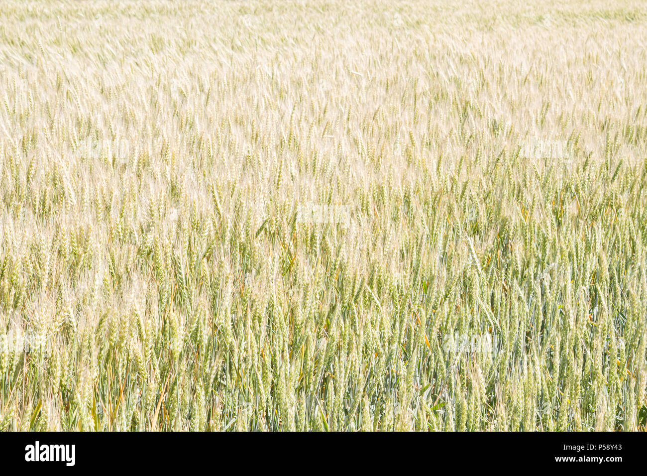 Field of rye ears of future bread in early summer Stock Photo - Alamy
