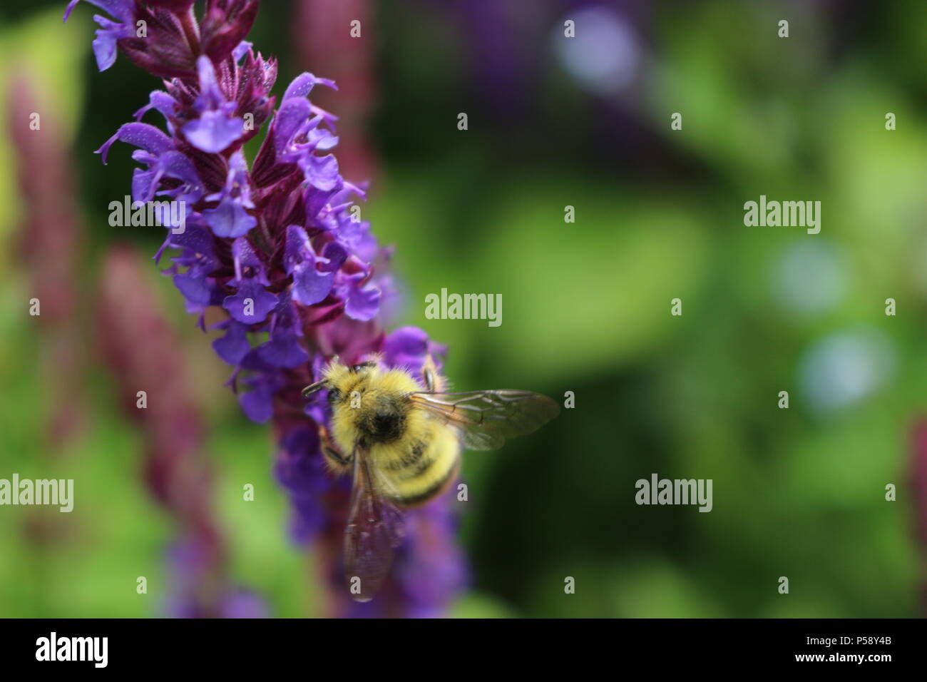 Bee harvesting pollen from lavender flowers Stock Photo - Alamy