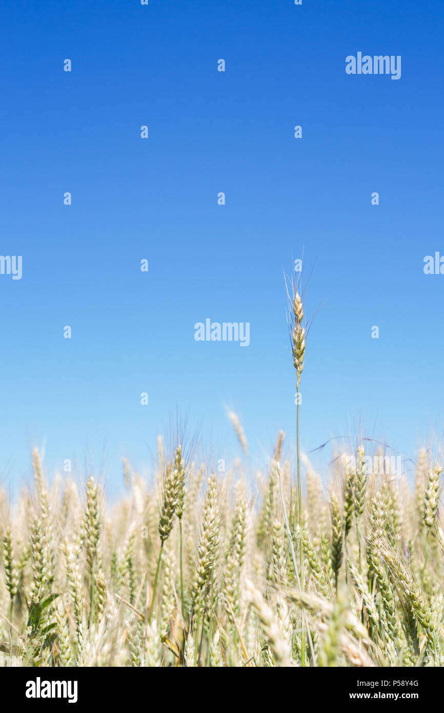 Field of rye ears of future bread in early summer Stock Photo - Alamy