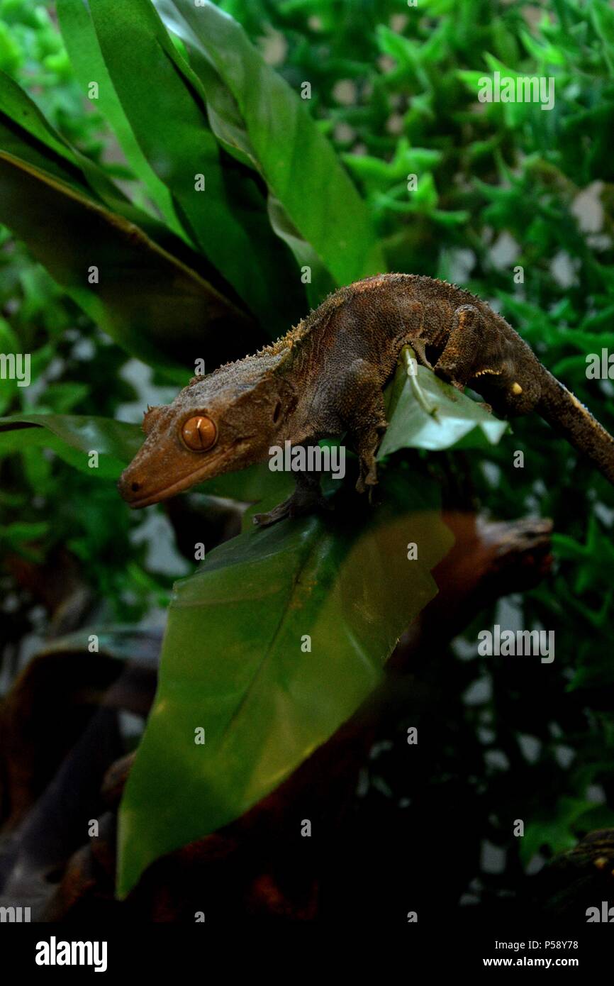 Animal animals farm chameleon hi-res stock photography and images - Alamy