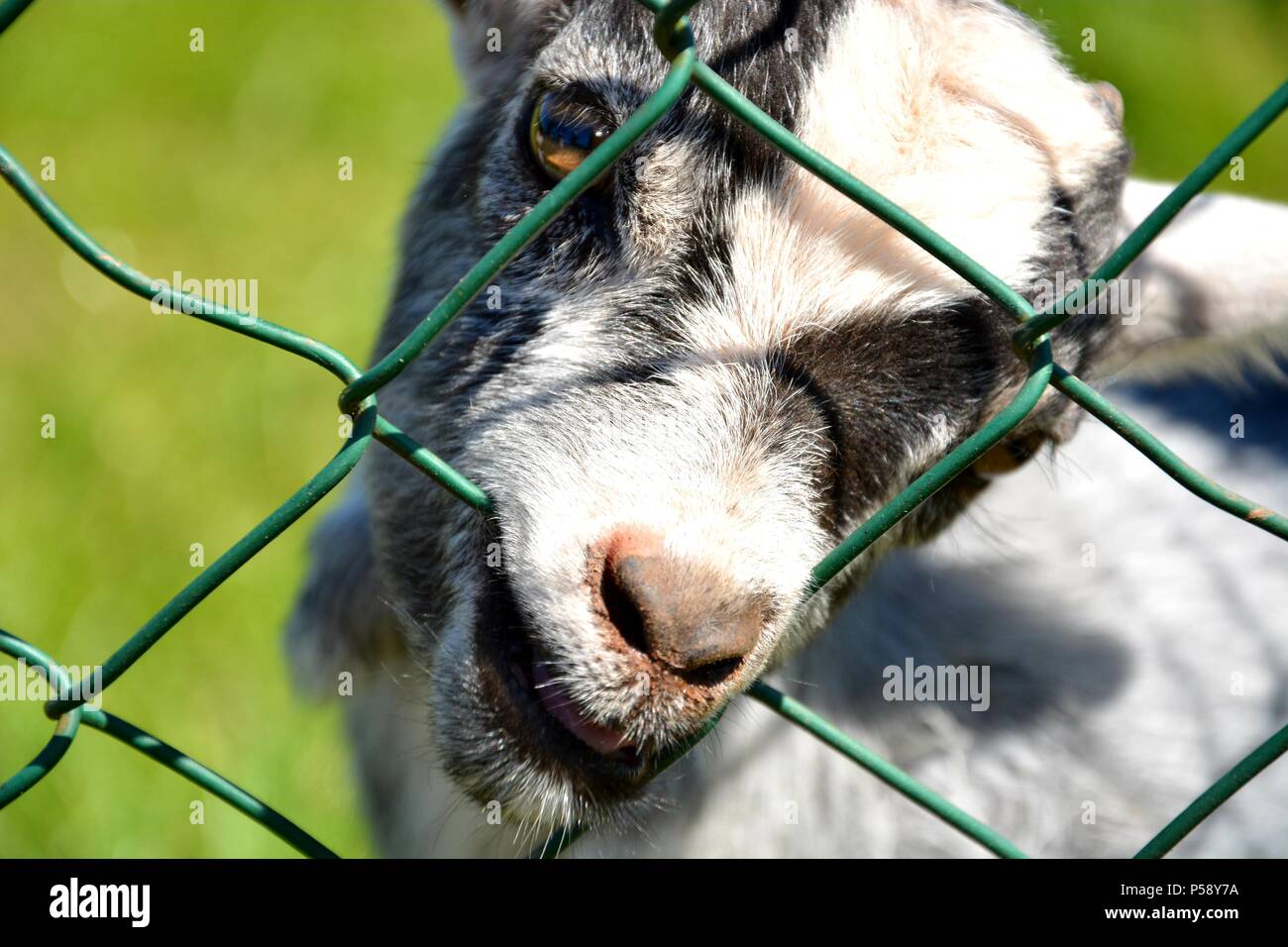 Chameleon in Hoar farm Stock Photo - Alamy