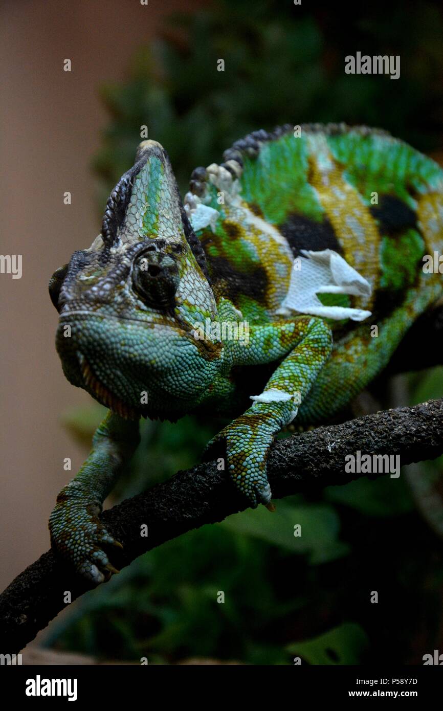 chameleon in Hoar farm Stock Photo - Alamy