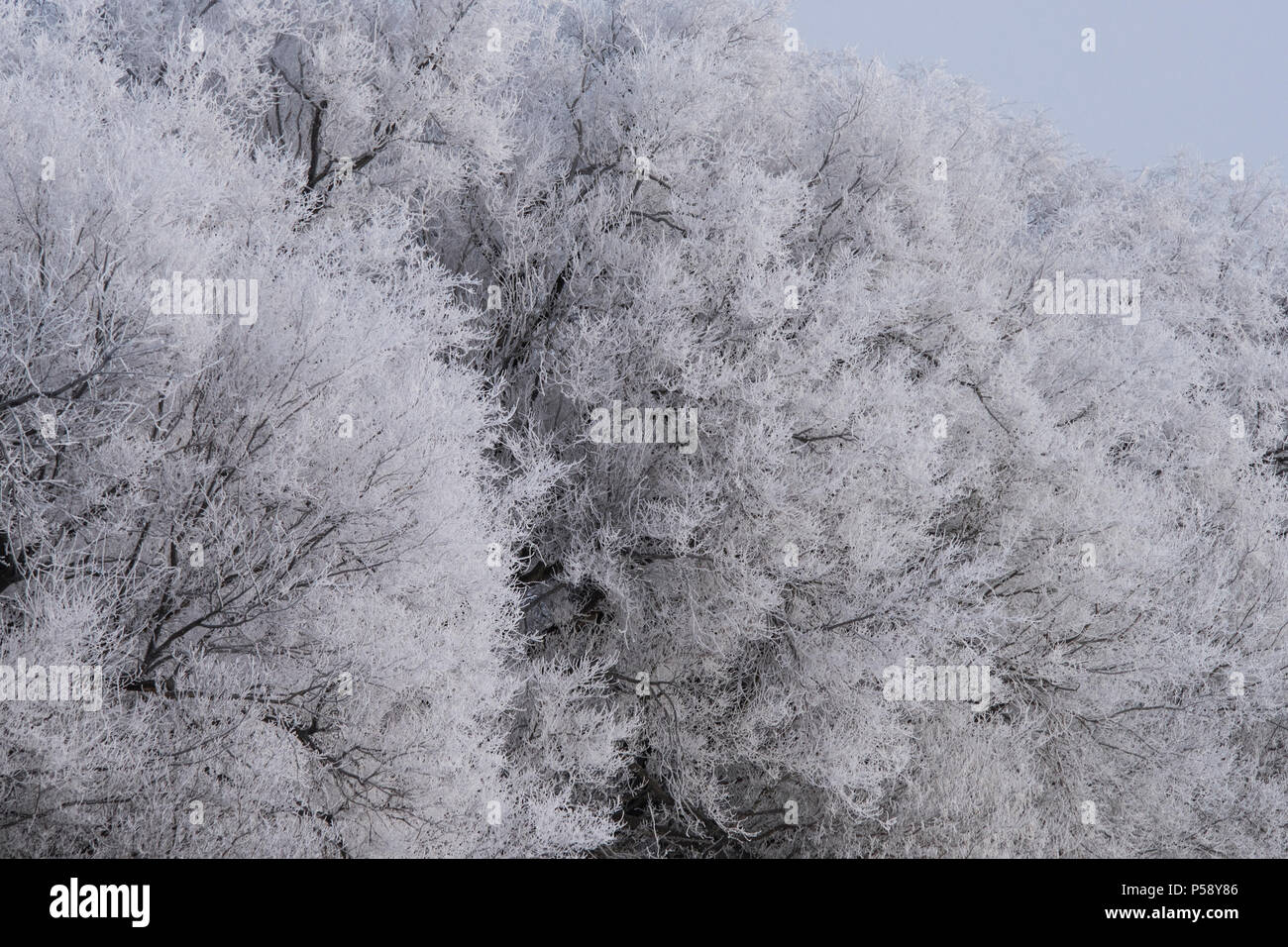 Frost encrusted trees hi-res stock photography and images - Alamy