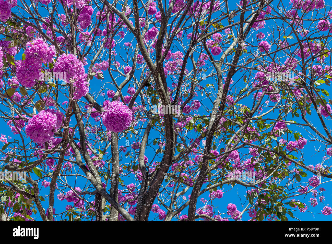 Pink trumpet or pink tab Stock Photo - Alamy