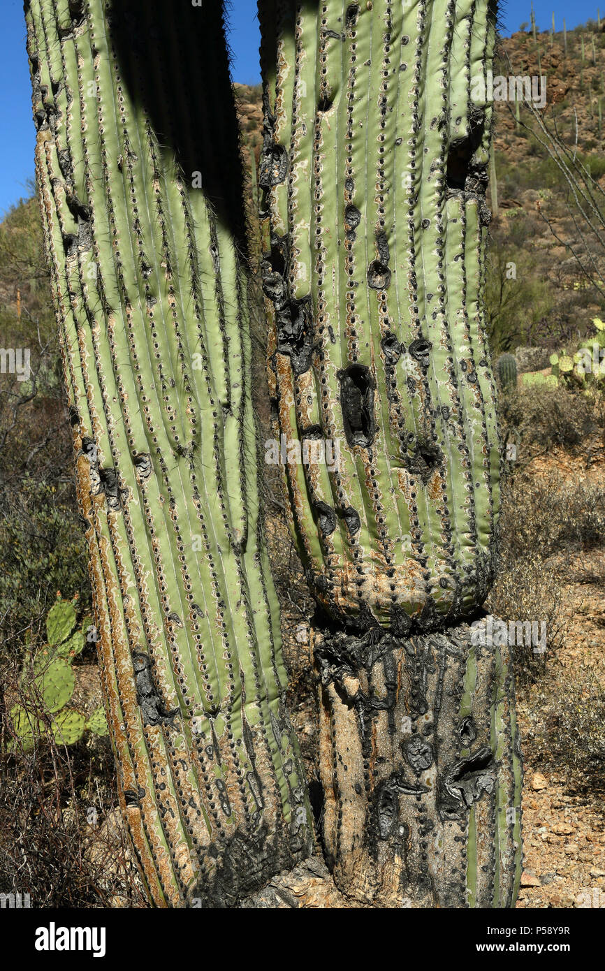 Old saguaro cactus trunk with damage to it's surface in the Arizona ...