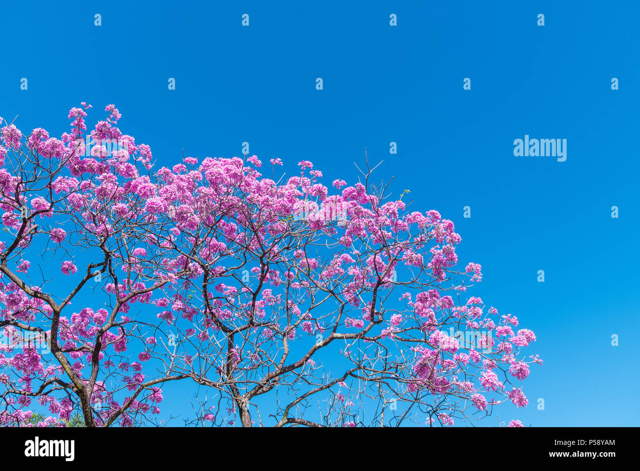 Pink trumpet or pink tab Stock Photo - Alamy