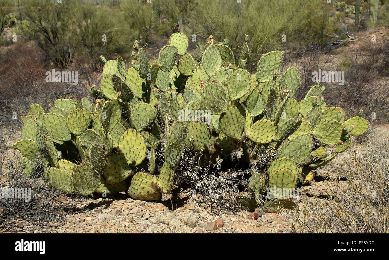 Prickly pear cactus arizona hi-res stock photography and images - Alamy