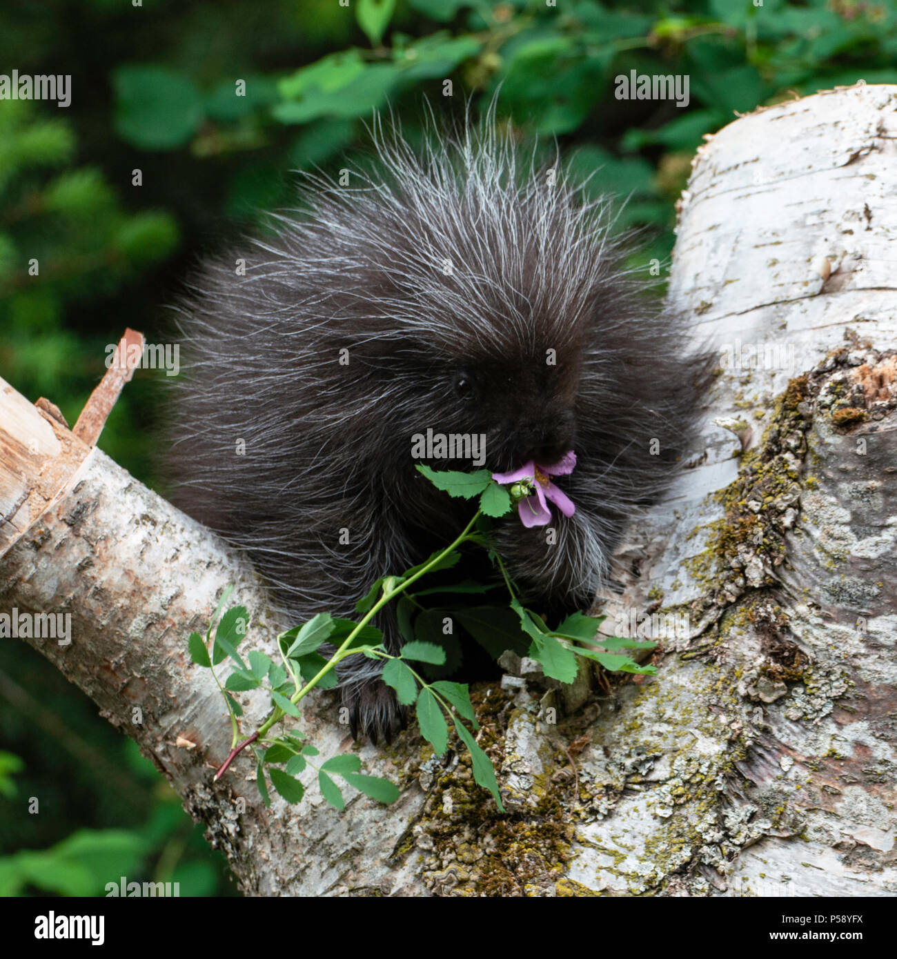 Porcupine flower hi-res stock photography and images - Alamy