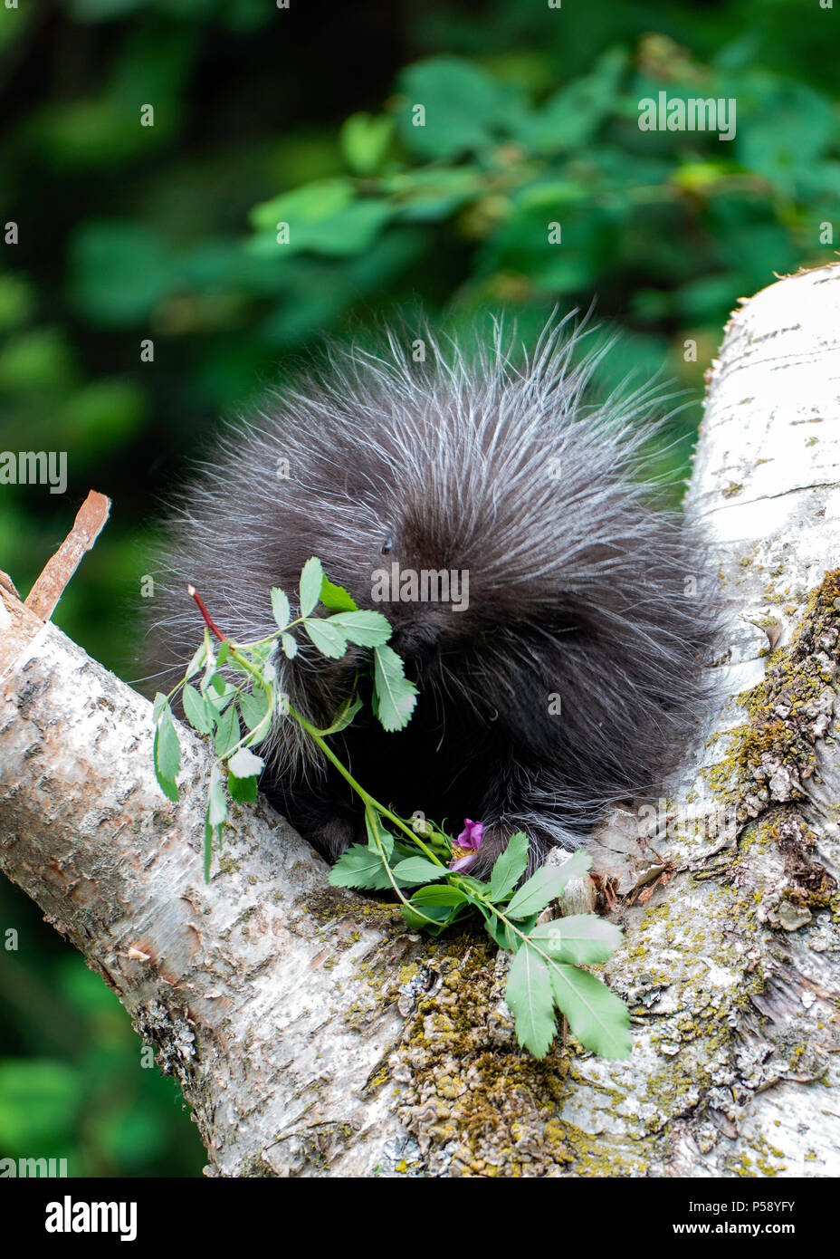 Porcupine plant hi-res stock photography and images - Alamy