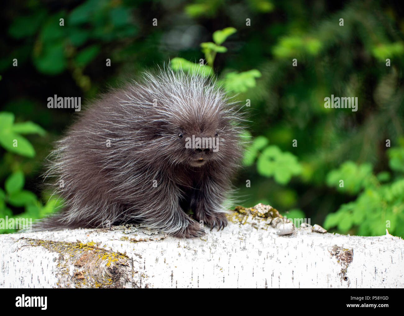 Baby Porcupine Face