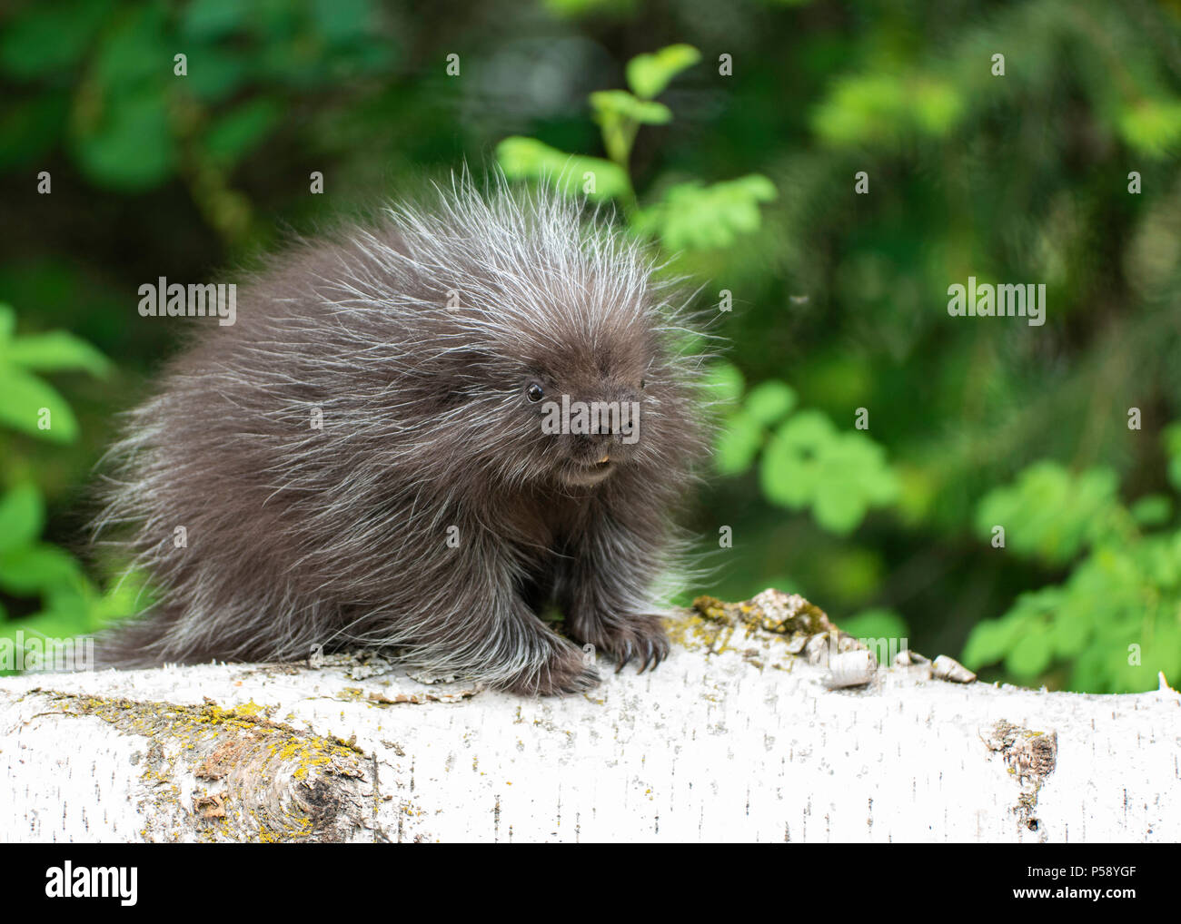 Baby Porcupine Up Close Stock Photo - Alamy