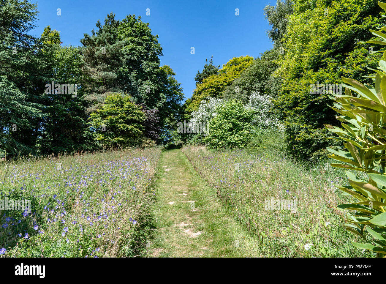 A meadow at Standen House and Gardens Stock Photo - Alamy