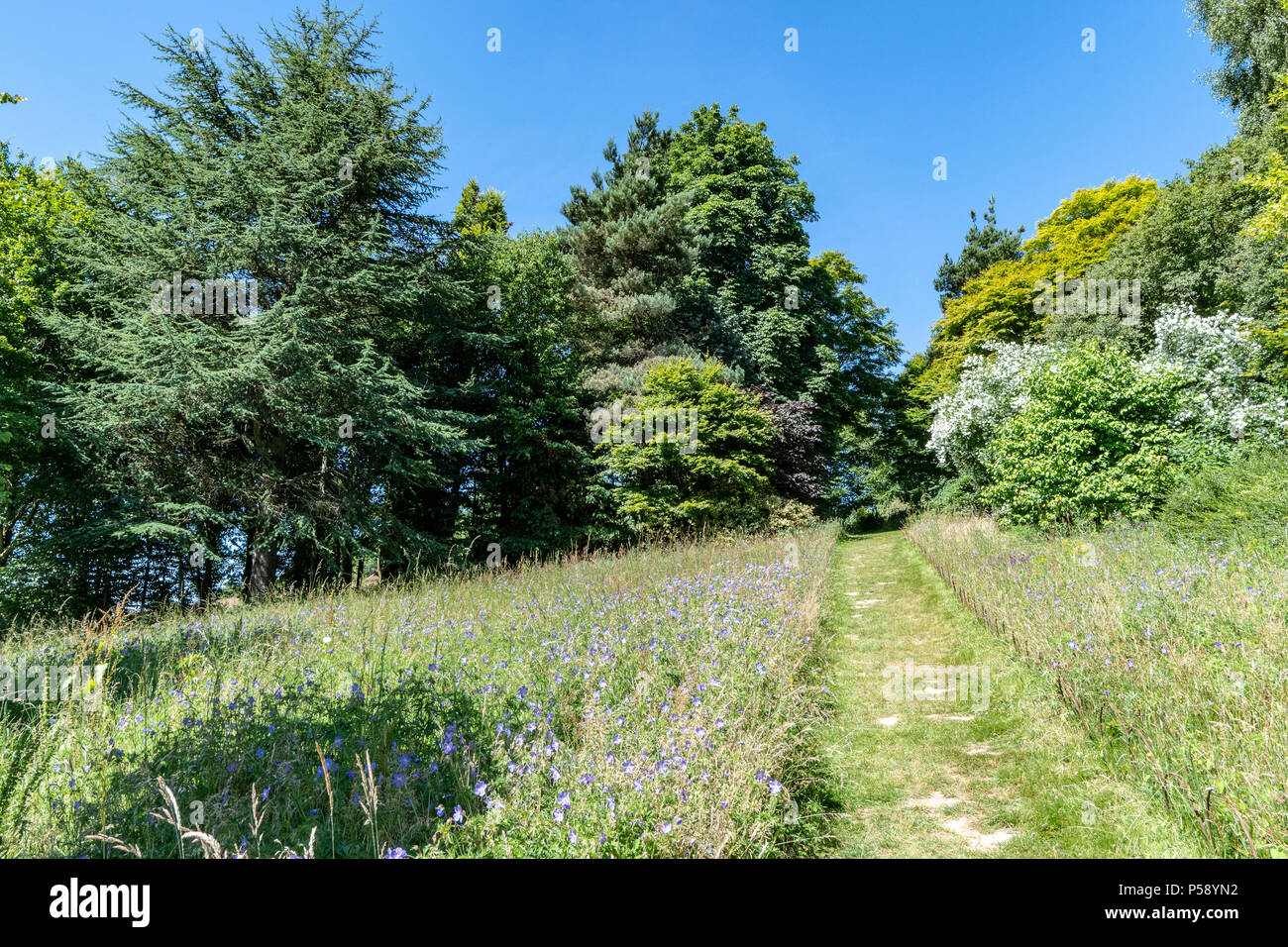 A meadow at Standen House and Gardens Stock Photo - Alamy