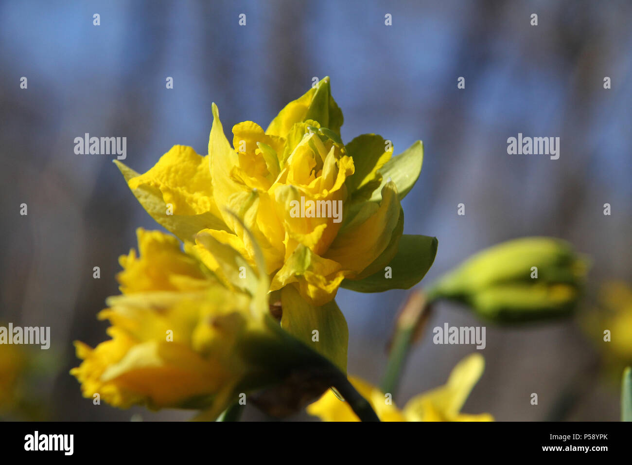 Double trumpet daffodils hi-res stock photography and images - Alamy