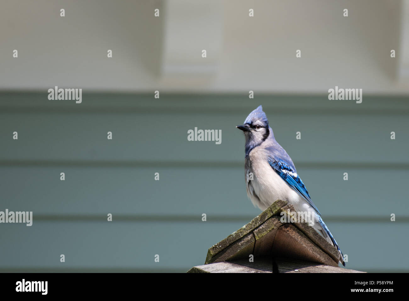 Jay finch hi-res stock photography and images - Alamy