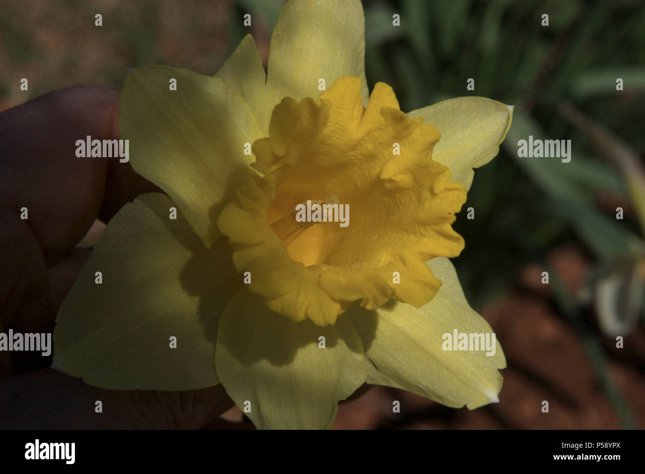 Daffodil backyard hi-res stock photography and images - Alamy