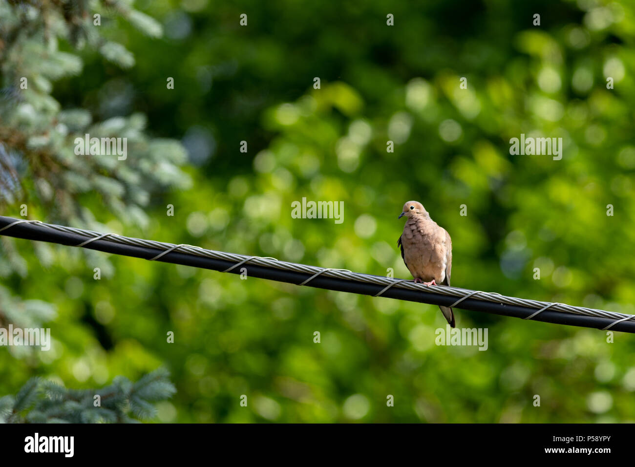 Jay finch hi-res stock photography and images - Alamy