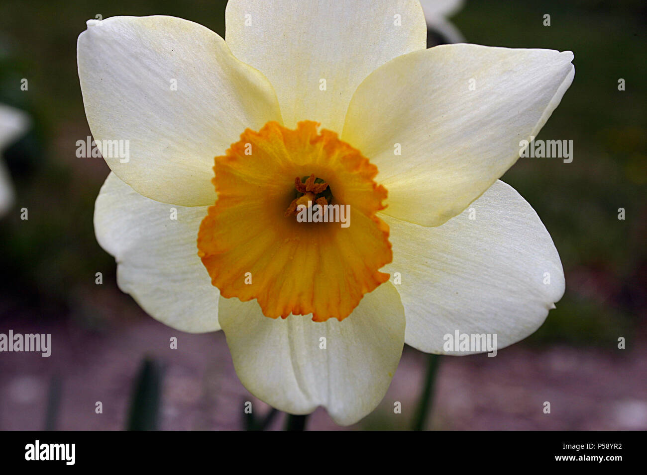 Daffodil species close up hi-res stock photography and images - Alamy