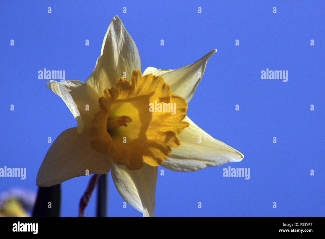Daffodil species close up hi-res stock photography and images - Alamy