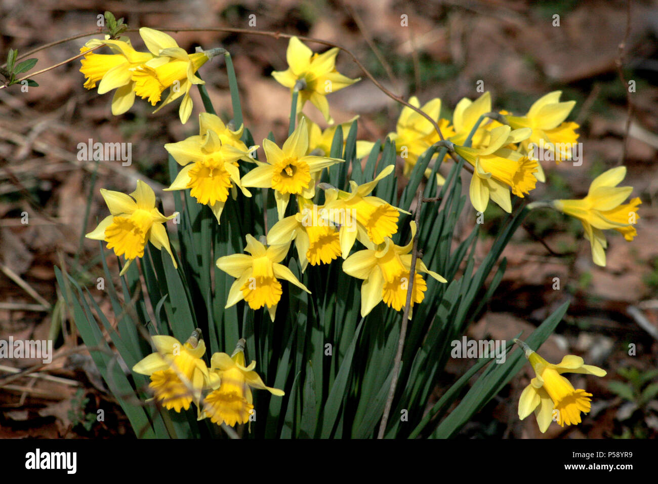 Daffodils in the woods Stock Photo - Alamy