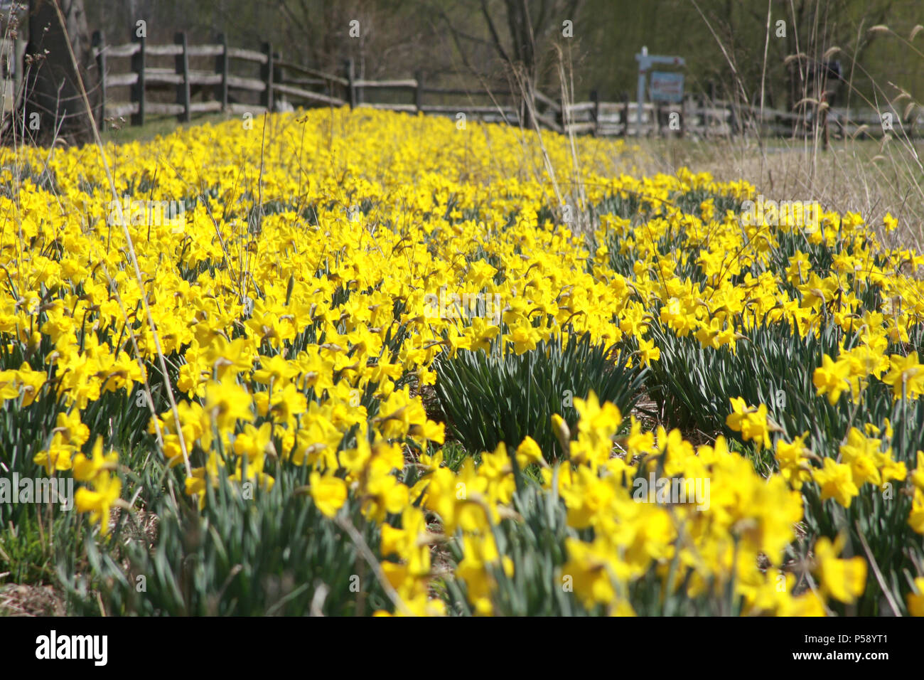 Field of daffodils by the road Stock Photo - Alamy