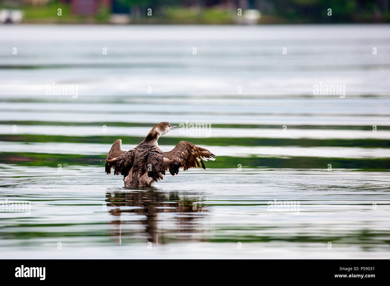 Immature common loon hi-res stock photography and images - Alamy