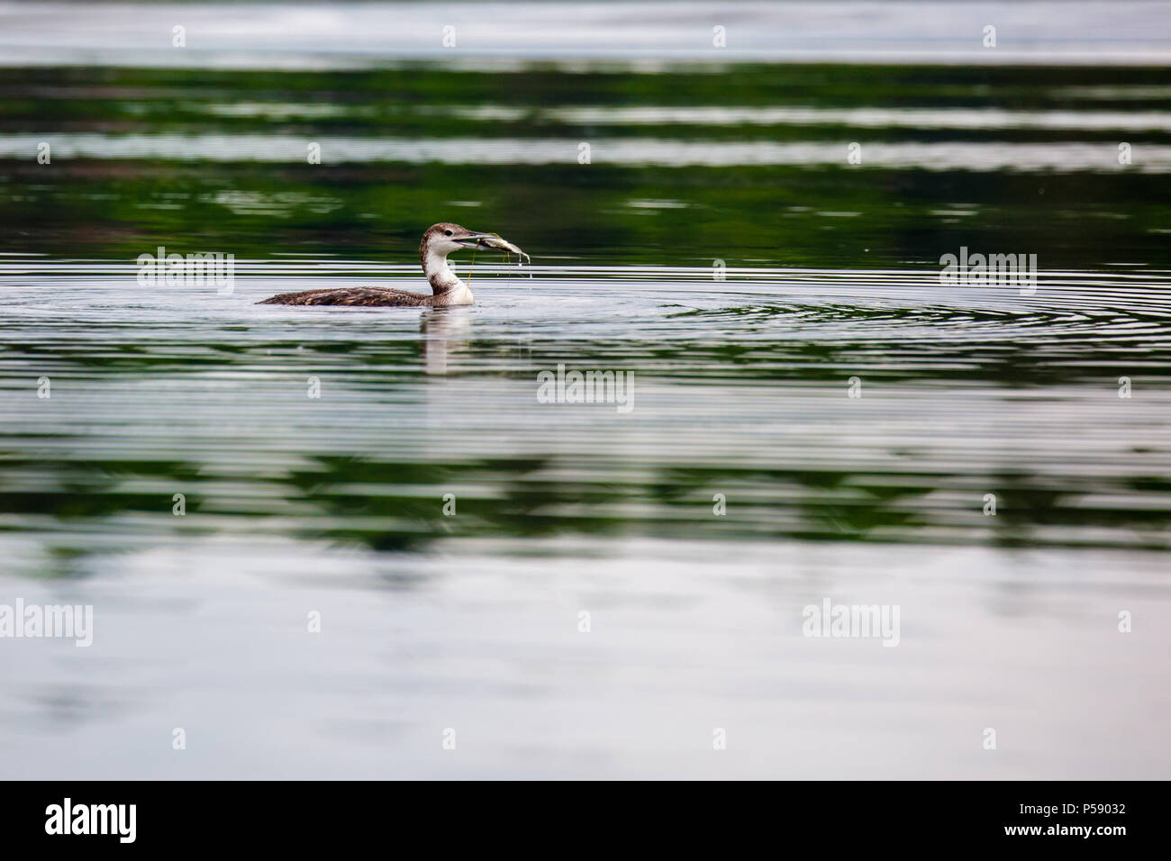 Immature common loon about to eat a fish he caught on Crane Lake in ...