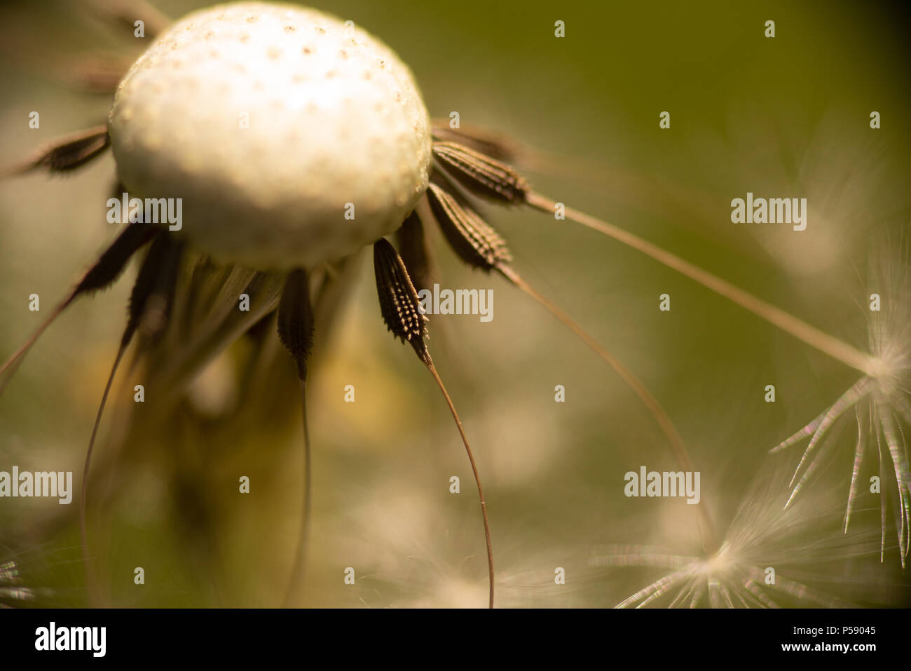 Dead dandelion hi-res stock photography and images - Alamy
