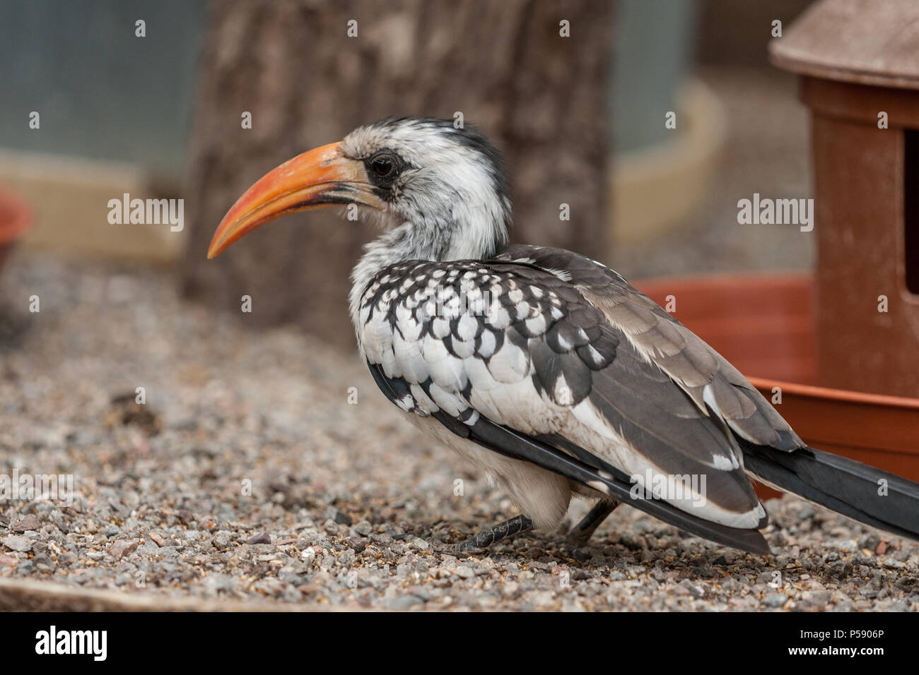 Tanzania red billed ruaha hornbill hi-res stock photography and images ...