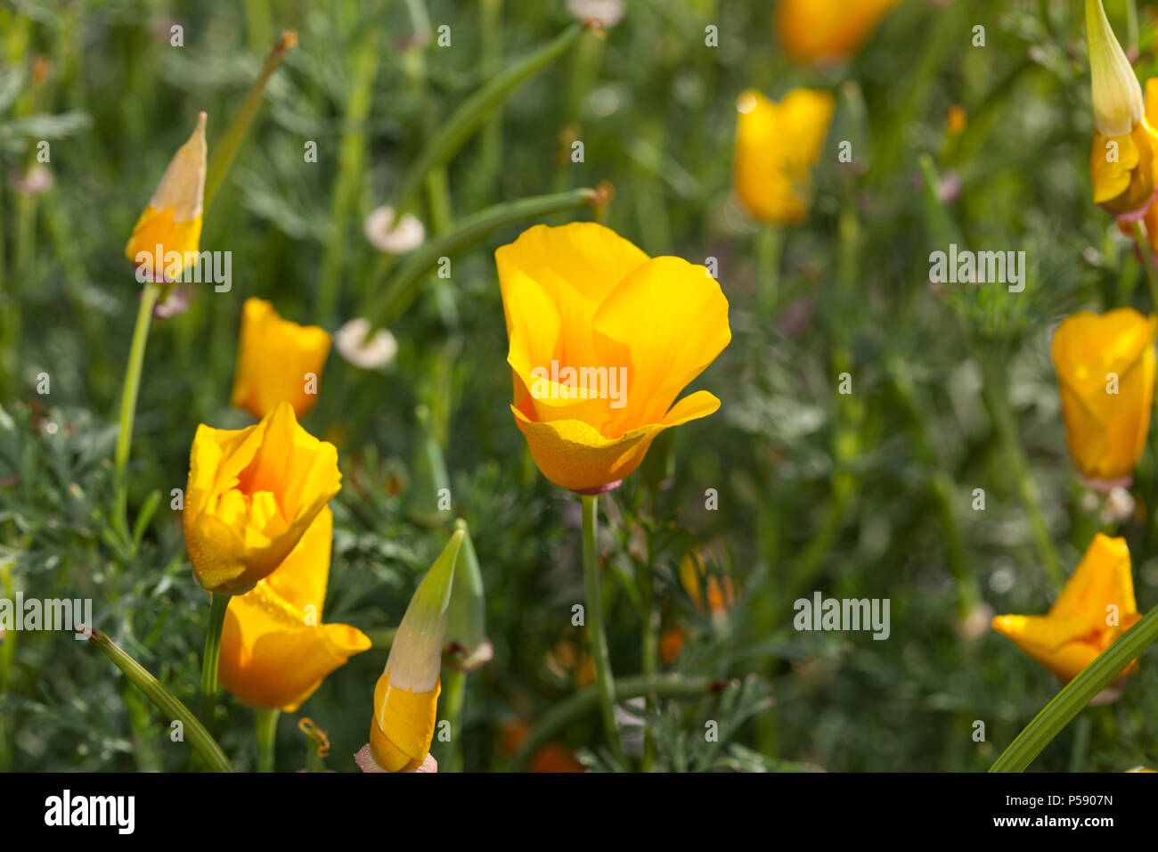 California poppy leaves hi-res stock photography and images - Alamy
