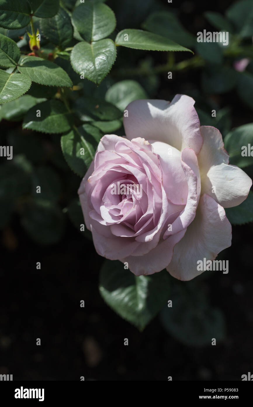 Blue Girl Hybrid Tea Rose